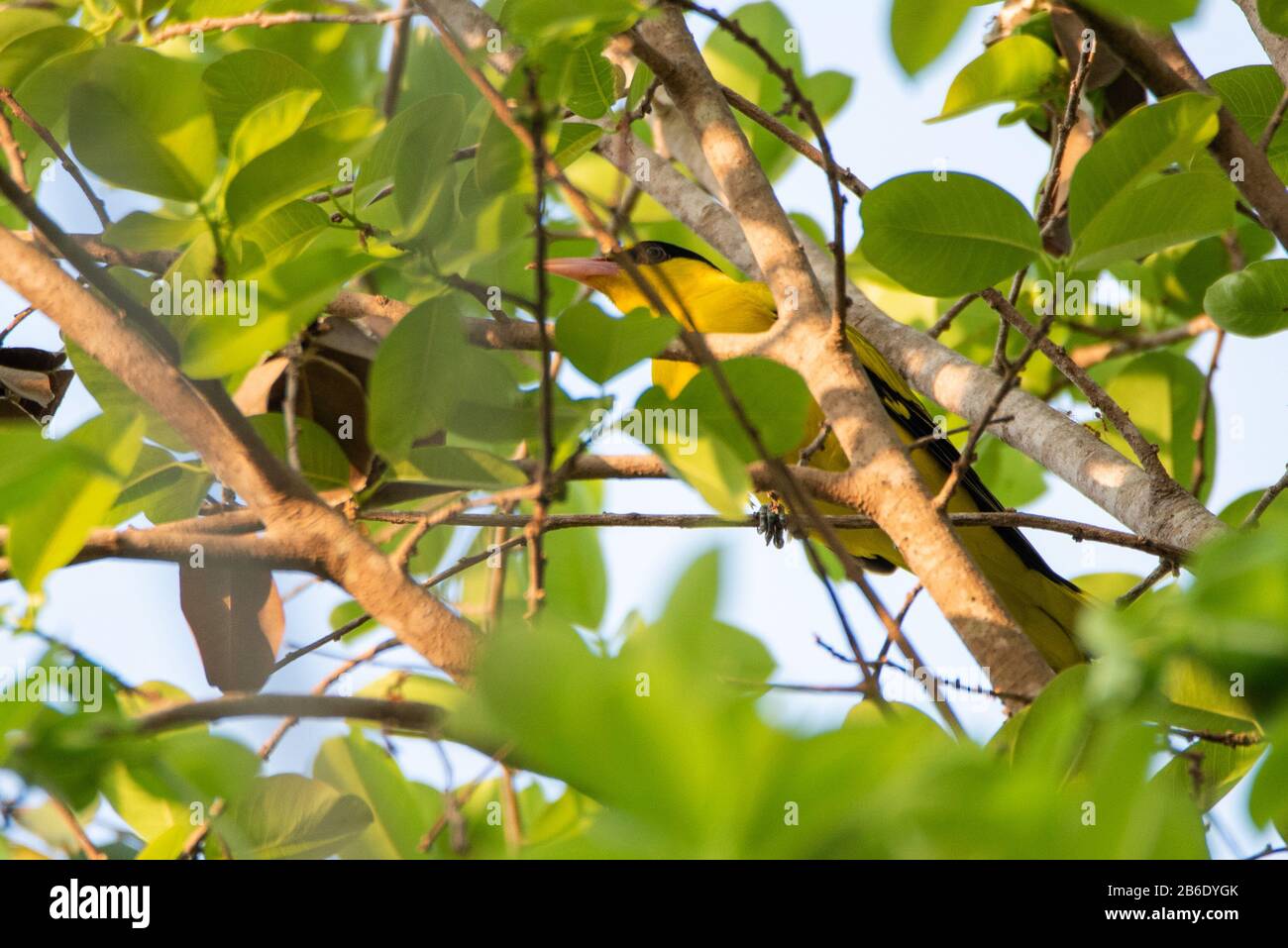 bird living in the nature, garden life Stock Photo - Alamy