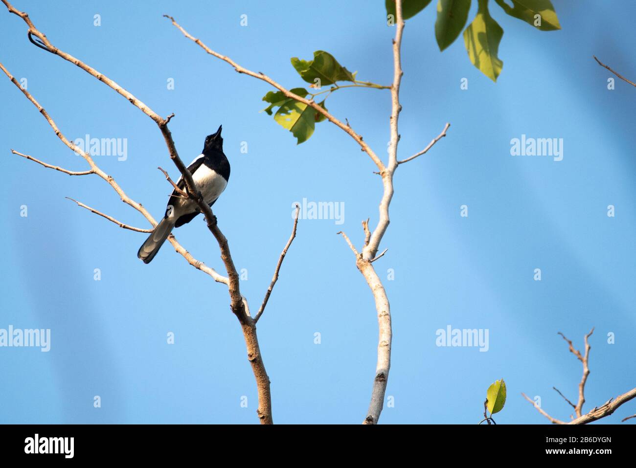 bird living in the nature, garden life Stock Photo - Alamy