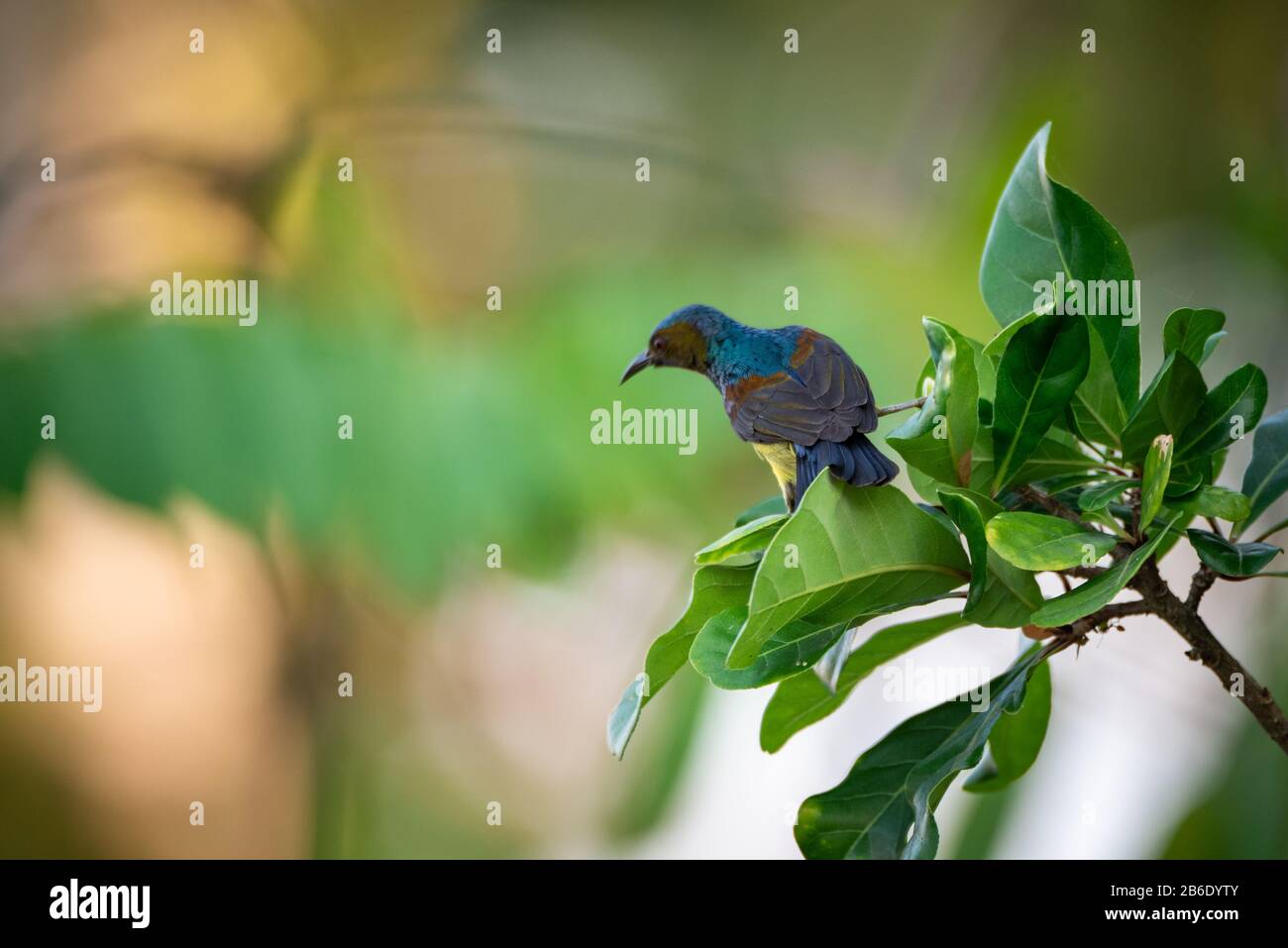 bird living in the nature, garden life Stock Photo - Alamy
