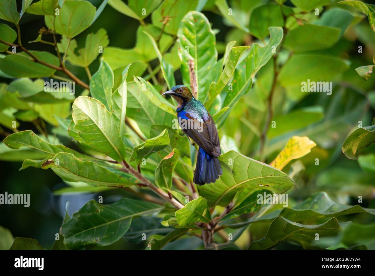 bird living in the nature, garden life Stock Photo - Alamy