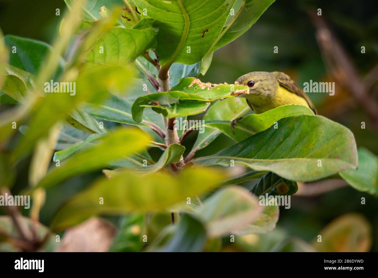 bird living in the nature, garden life Stock Photo - Alamy