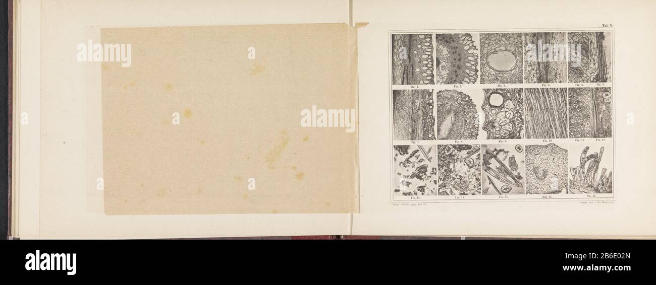 Sheet with seventeen micrographs of the cellular structure of clove and ...
