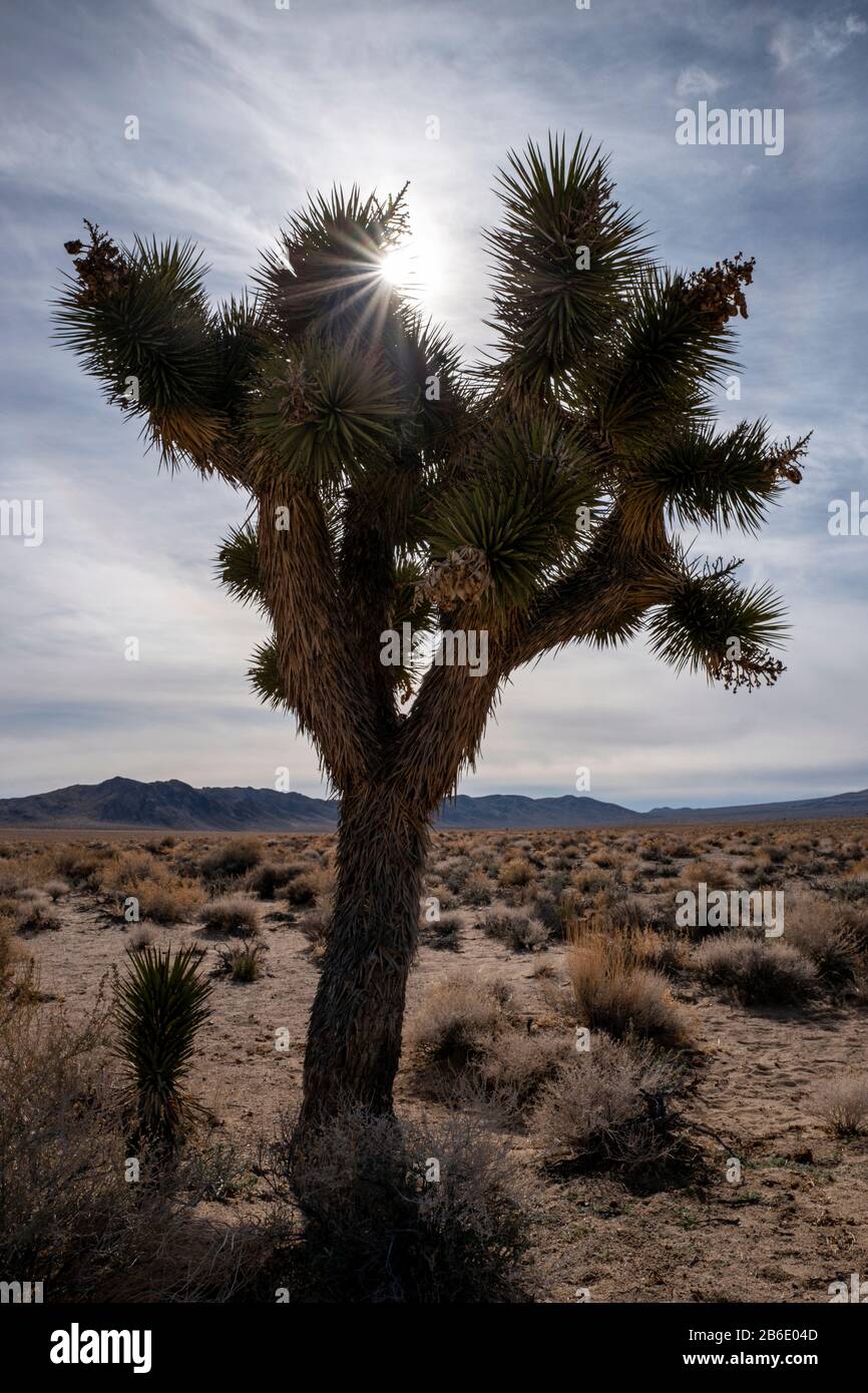 Joshua Tree near Death Valley National Park, California, USA Stock ...