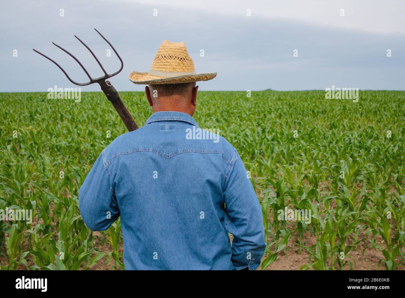 Senior farmer standing in corn hi-res stock photography and images - Alamy