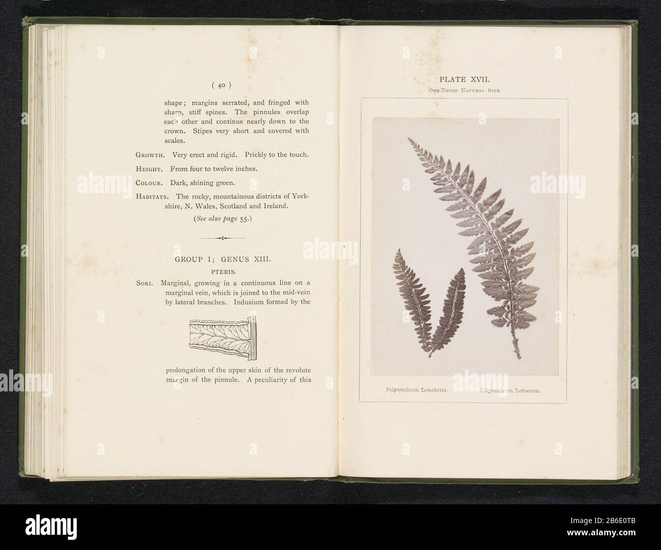 Another fern type hi-res stock photography and images - Alamy