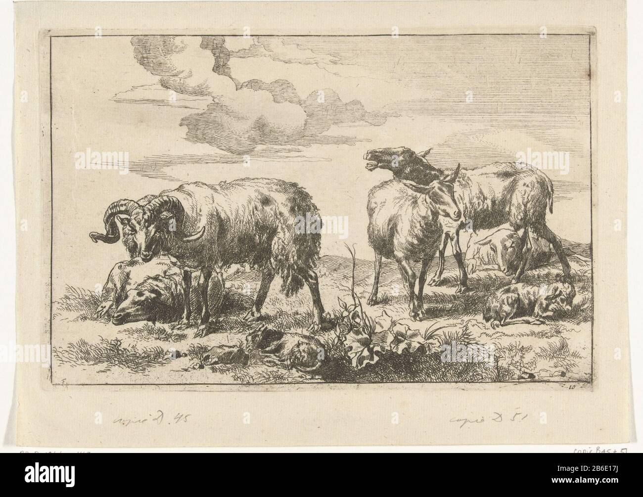 Ram Bleating High Resolution Stock Photography and Images - Alamy