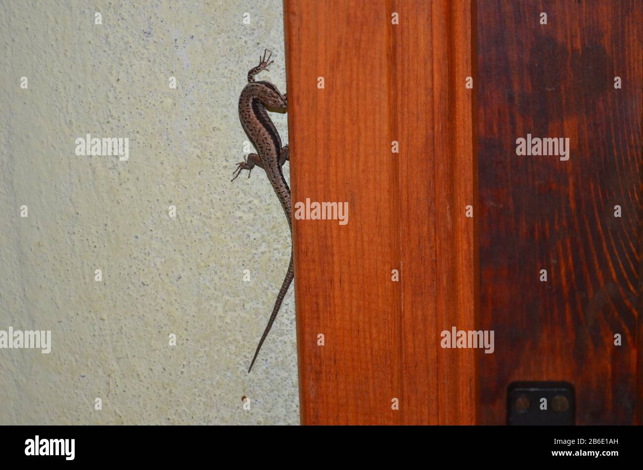 Common house lizard hi-res stock photography and images - Alamy