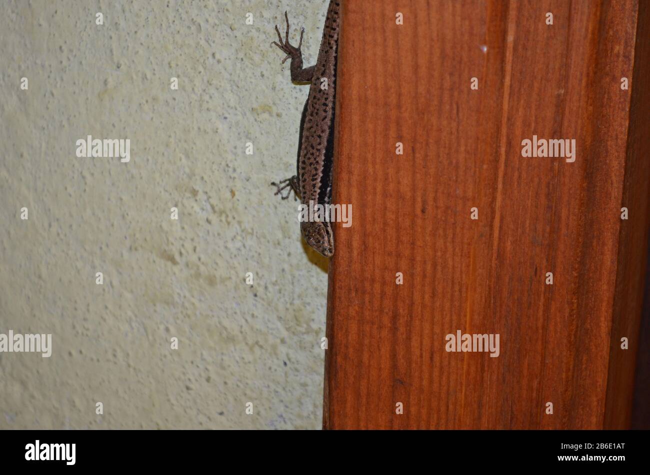 Common house lizard hi-res stock photography and images - Alamy