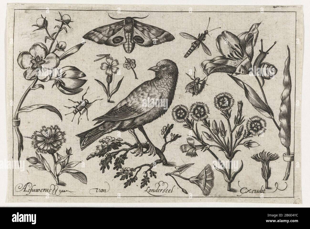 Flowers, insects, Emperor Moth and a crow birds, flowers, insects, etc ...