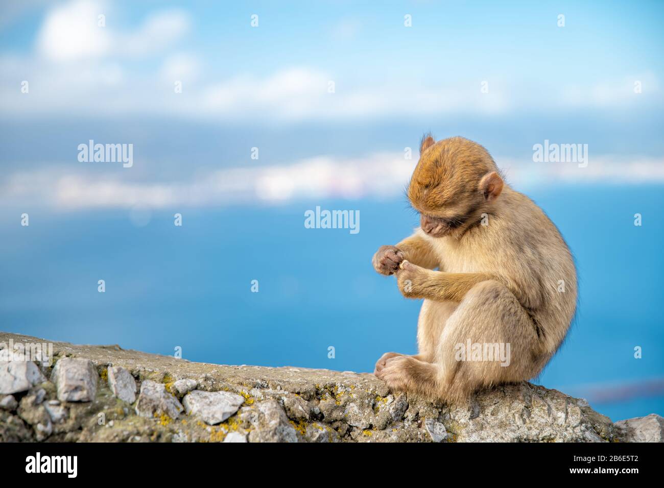 a young monkey sitting on the edge of a cliff on the seashore. Macaca ...