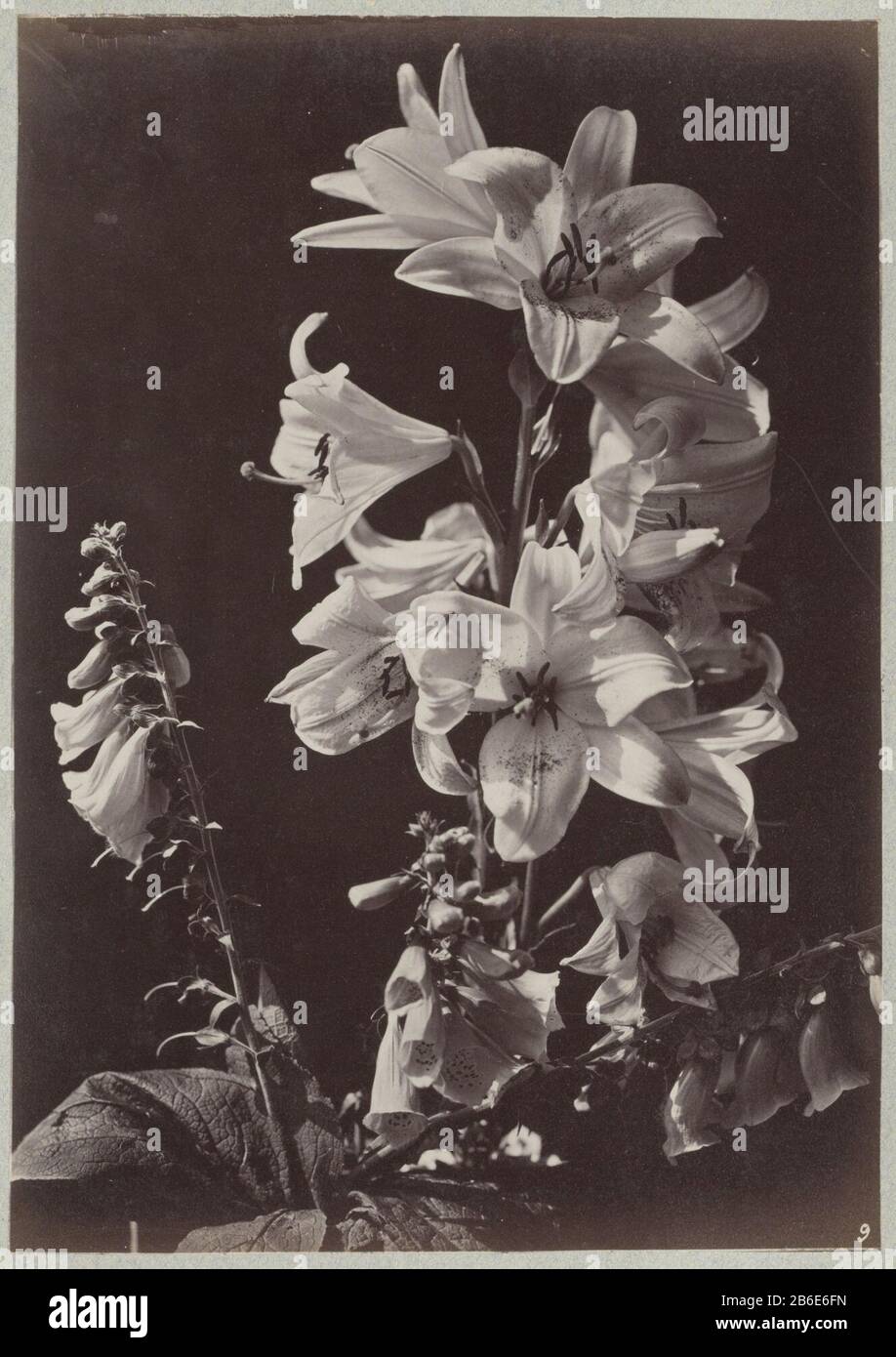Flower Study with lilies Part of Verzamelband with photos of ...