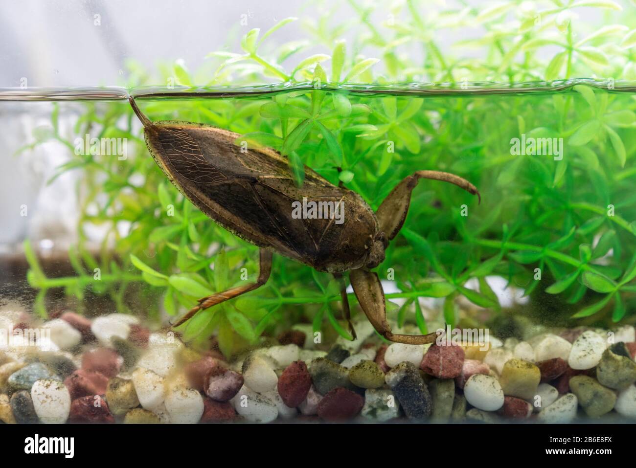 Lethocerus deyrollei, Nawa Museum of Insects, Gifu City, Gifu ...