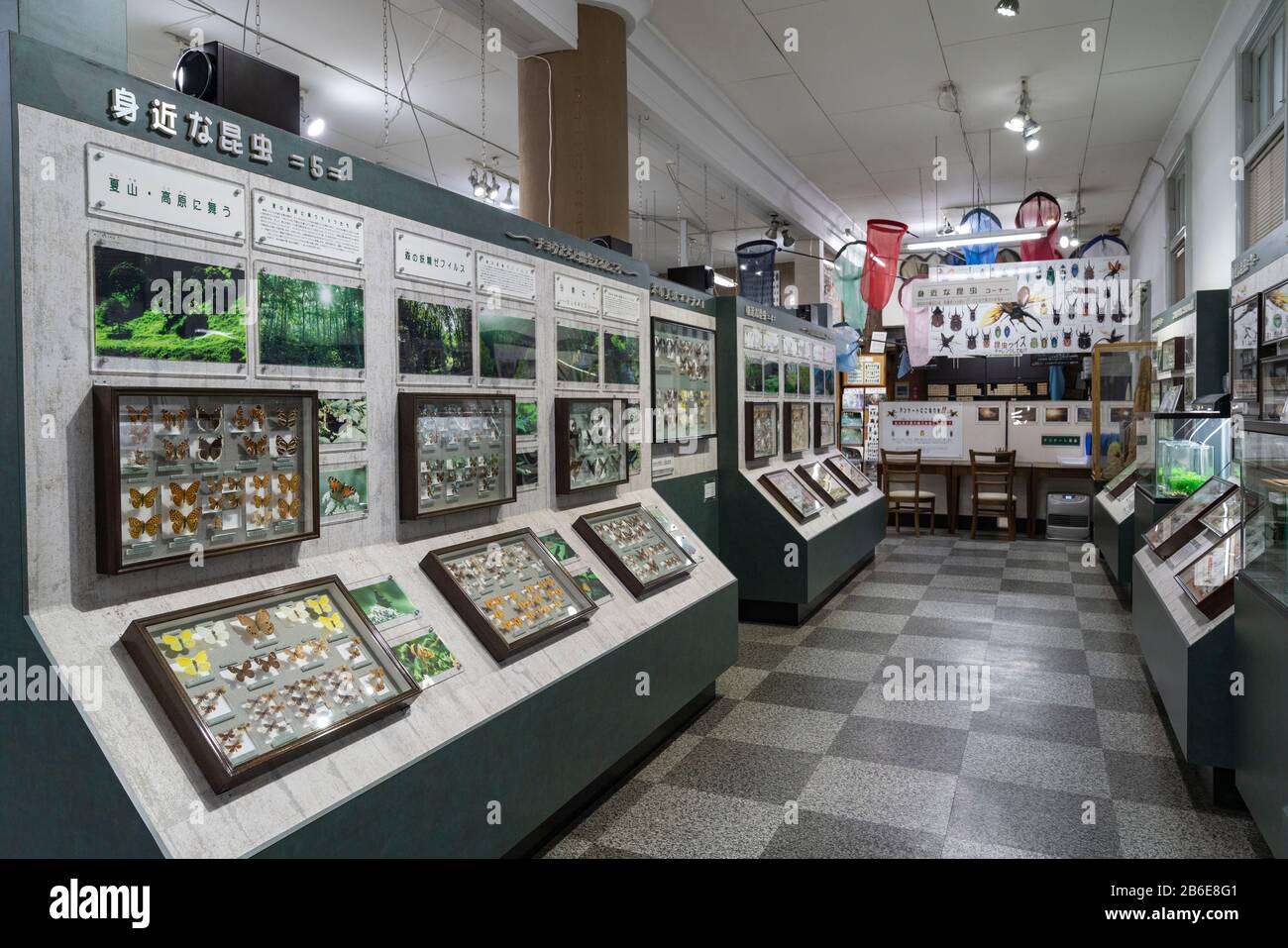 Specimen exhibition of insects, Nawa Museum of Insects, Gifu City, Gifu ...