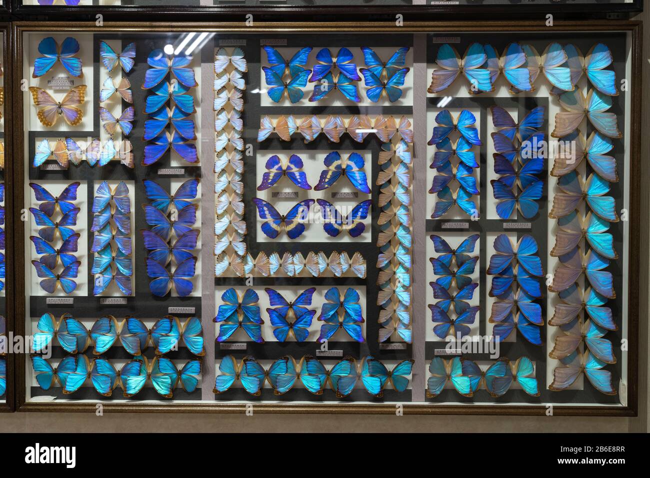 Specimen exhibition of insects, Nawa Museum of Insects, Gifu City, Gifu ...