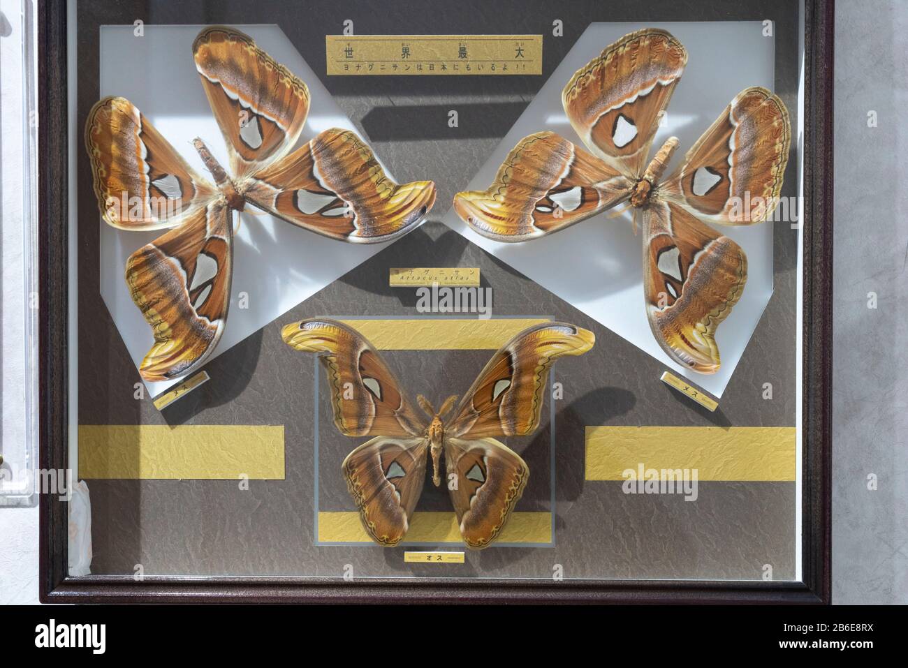 Specimen exhibition of Atlas moth（Attacus atlas ryukyuensis), Nawa ...
