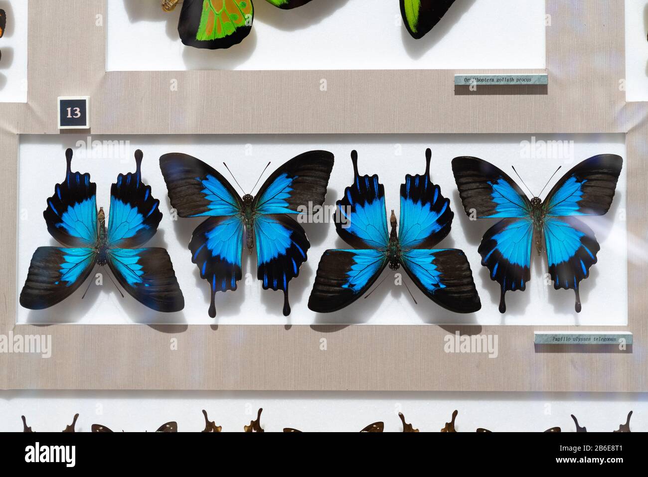 Specimen exhibition of insects, Nawa Museum of Insects, Gifu City, Gifu ...