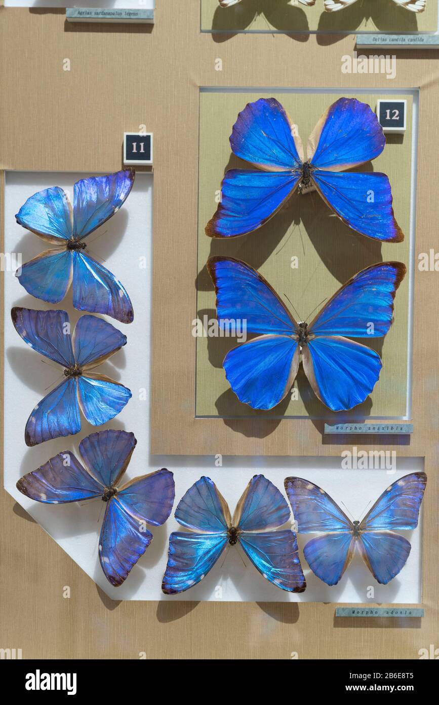 Specimen exhibition of insects, Nawa Museum of Insects, Gifu City, Gifu ...