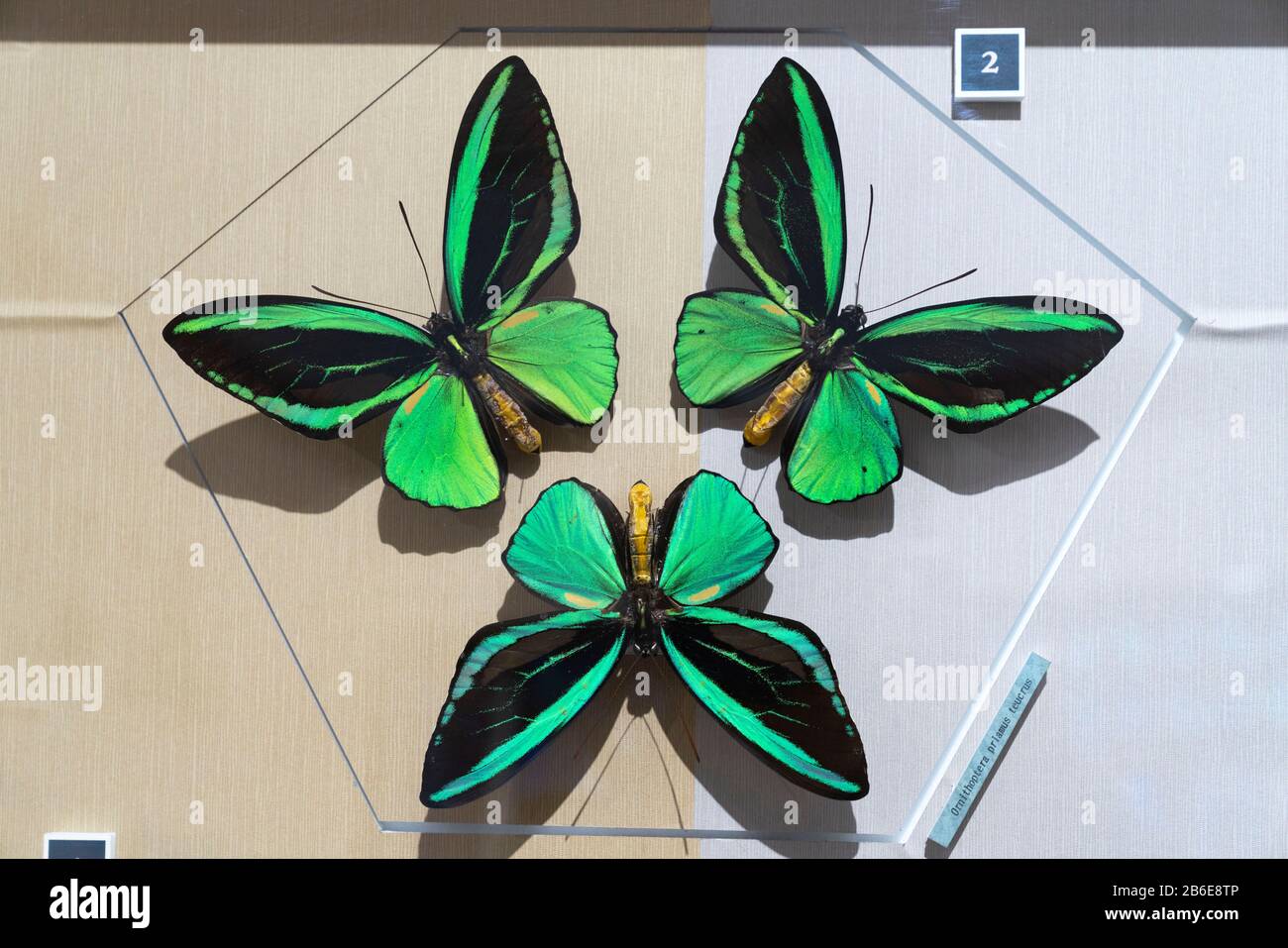 Specimen exhibition of insects, Nawa Museum of Insects, Gifu City, Gifu ...