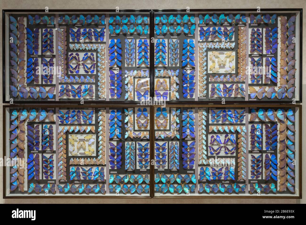 Specimen exhibition of insects, Nawa Museum of Insects, Gifu City, Gifu ...