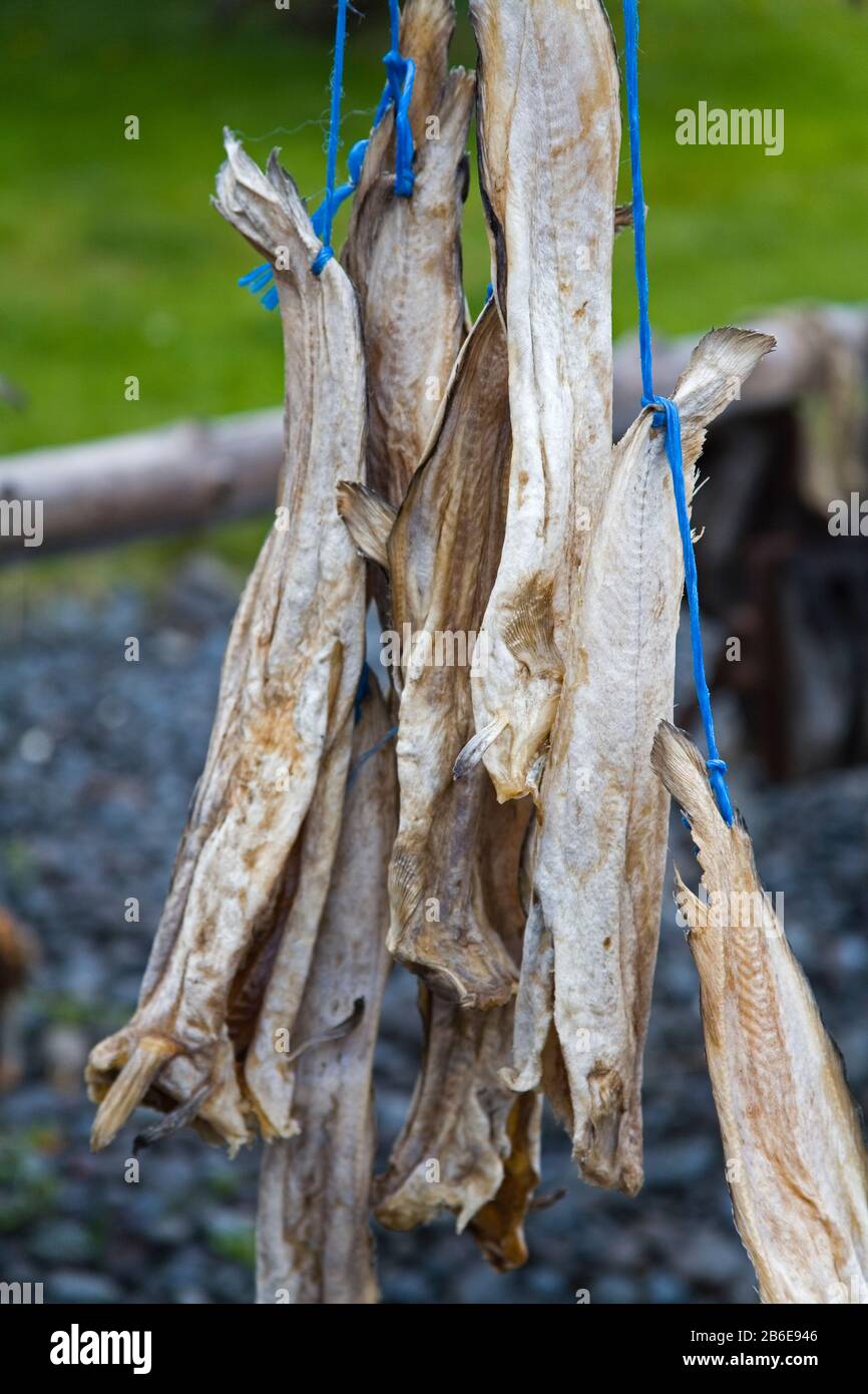 Sun dried fish, Fishing Museum, Port of Isafjordur, West Fjords Region ...