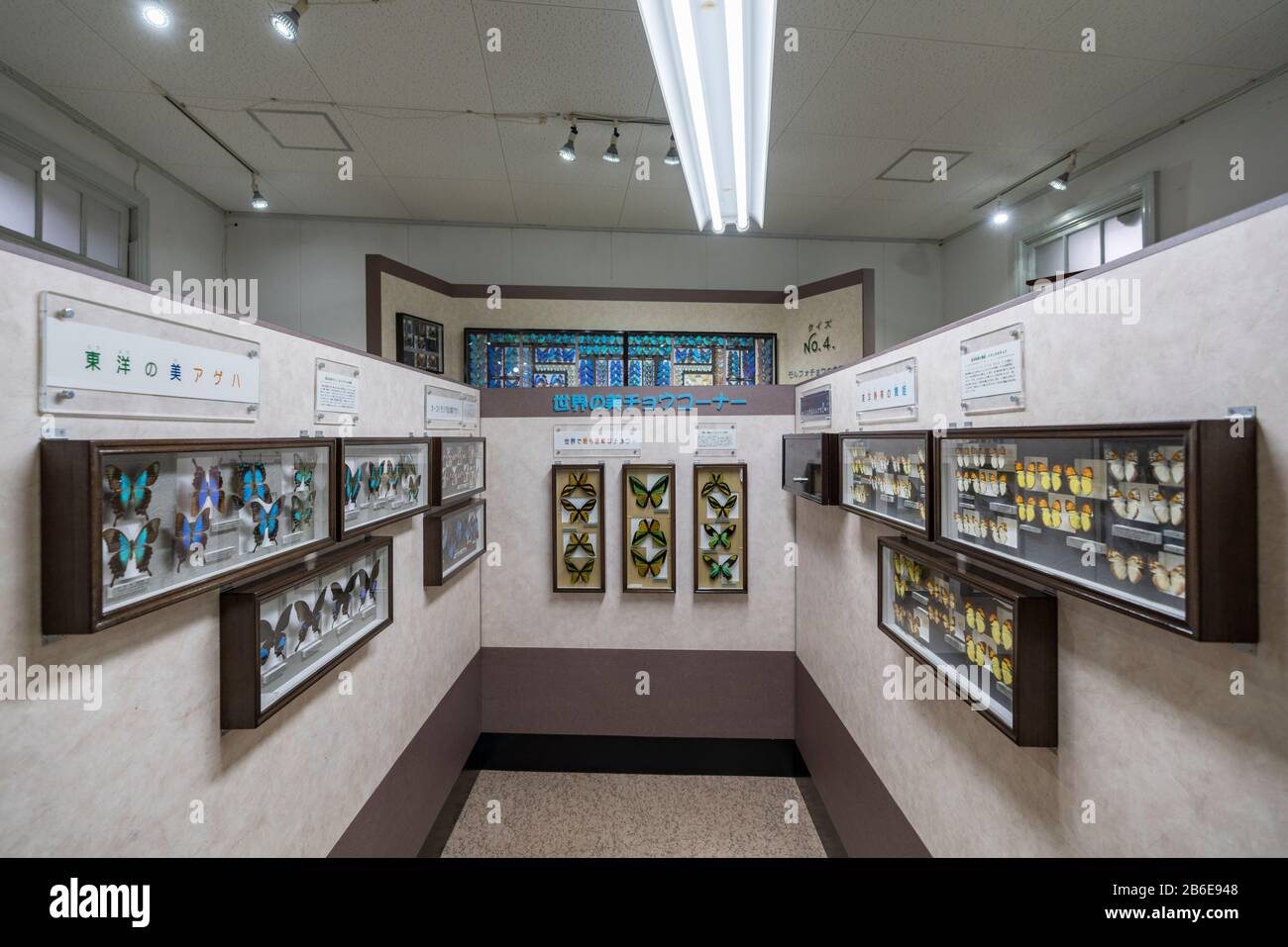 Specimen exhibition of insects, Nawa Museum of Insects, Gifu City, Gifu ...