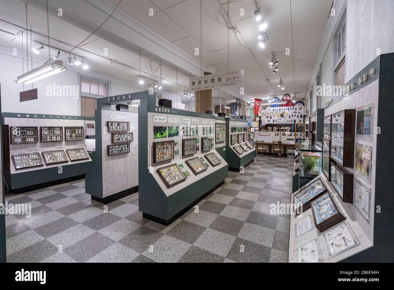Specimen exhibition of insects, Nawa Museum of Insects, Gifu City, Gifu ...