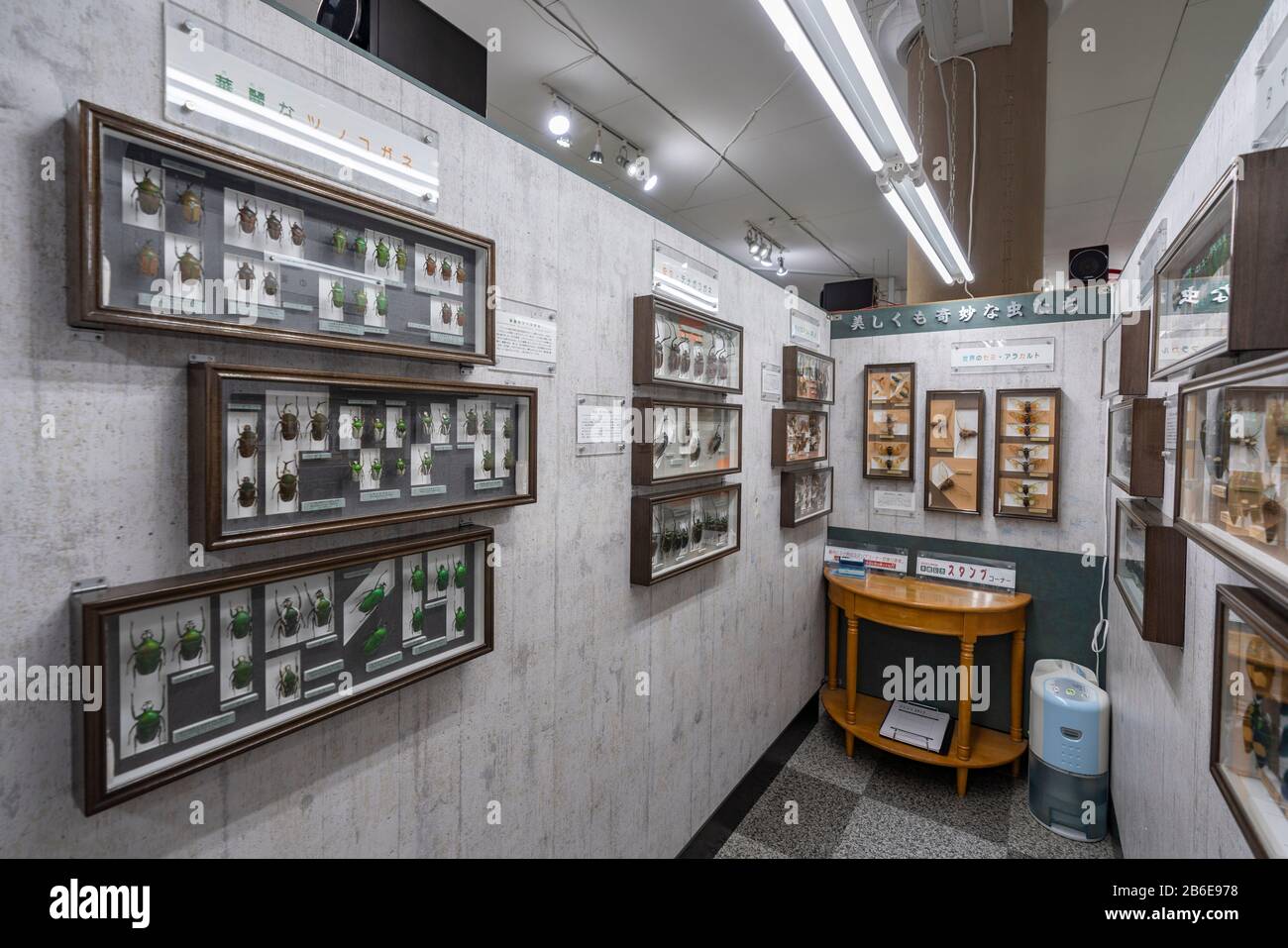 Specimen exhibition of insects, Nawa Museum of Insects, Gifu City, Gifu ...