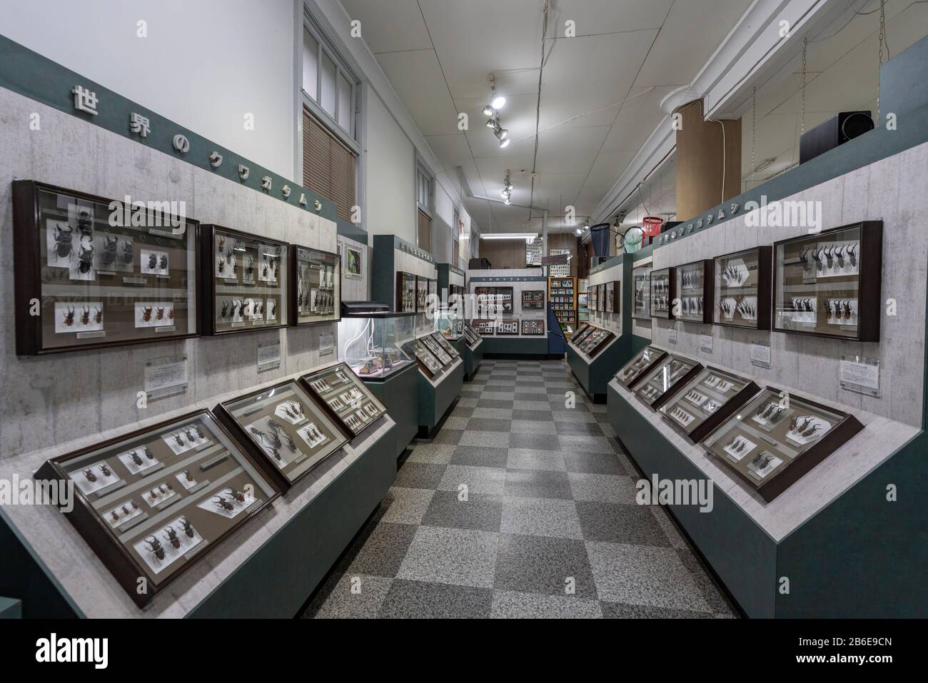 Specimen exhibition of insects, Nawa Museum of Insects, Gifu City, Gifu ...
