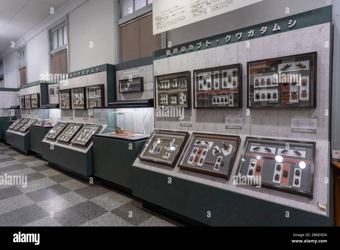 Specimen exhibition of insects, Nawa Museum of Insects, Gifu City, Gifu ...