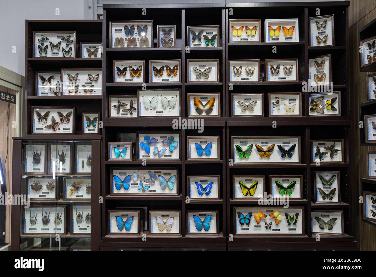 Butterfly specimens for sale, Nawa Museum of Insects, Gifu City, Gifu ...