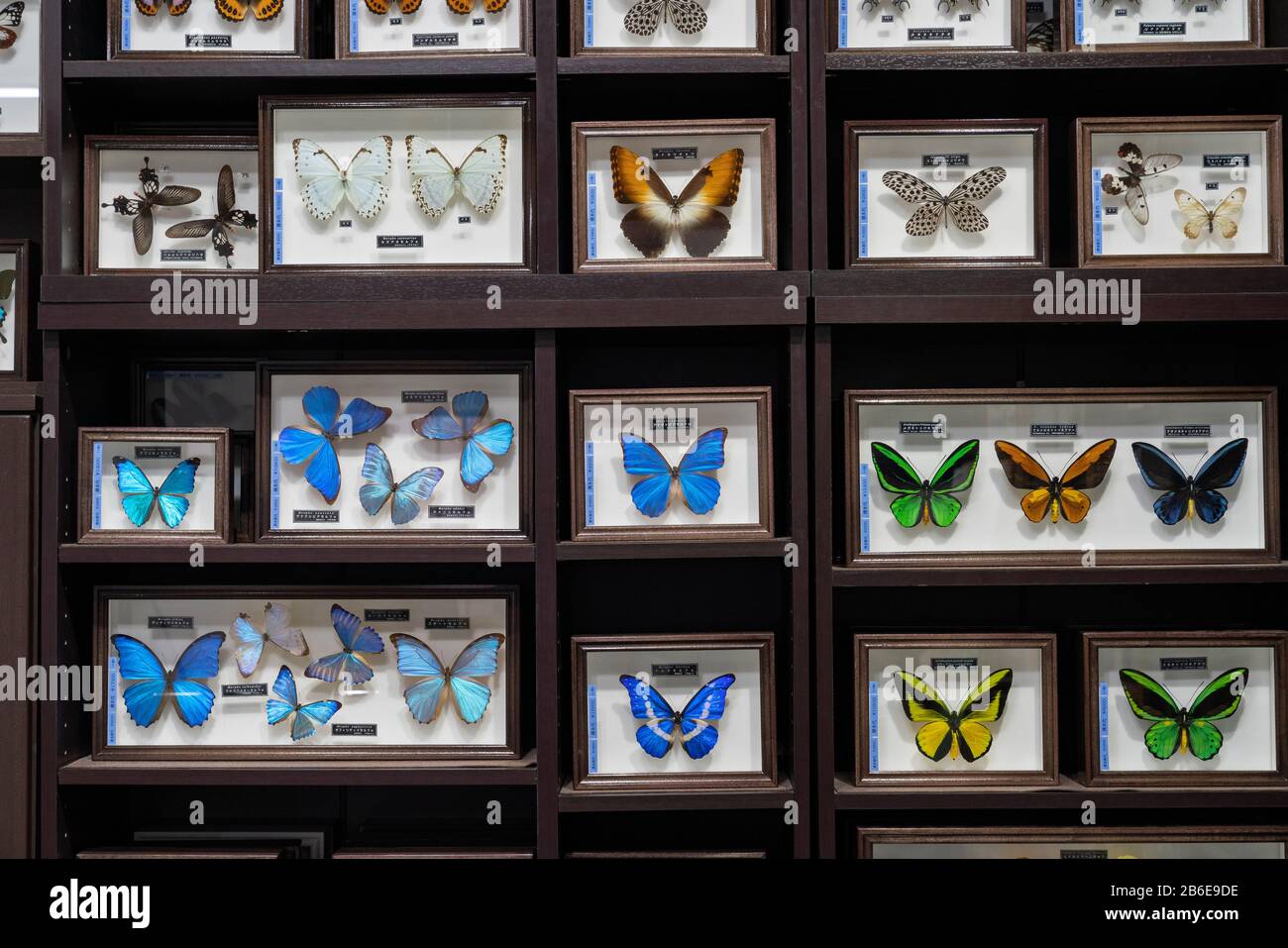 Specimen exhibition of insects, Nawa Museum of Insects, Gifu City, Gifu ...