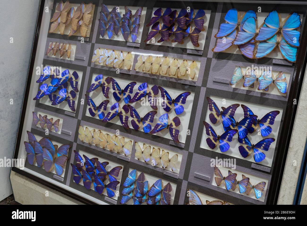 Specimen exhibition of insects, Nawa Museum of Insects, Gifu City, Gifu ...