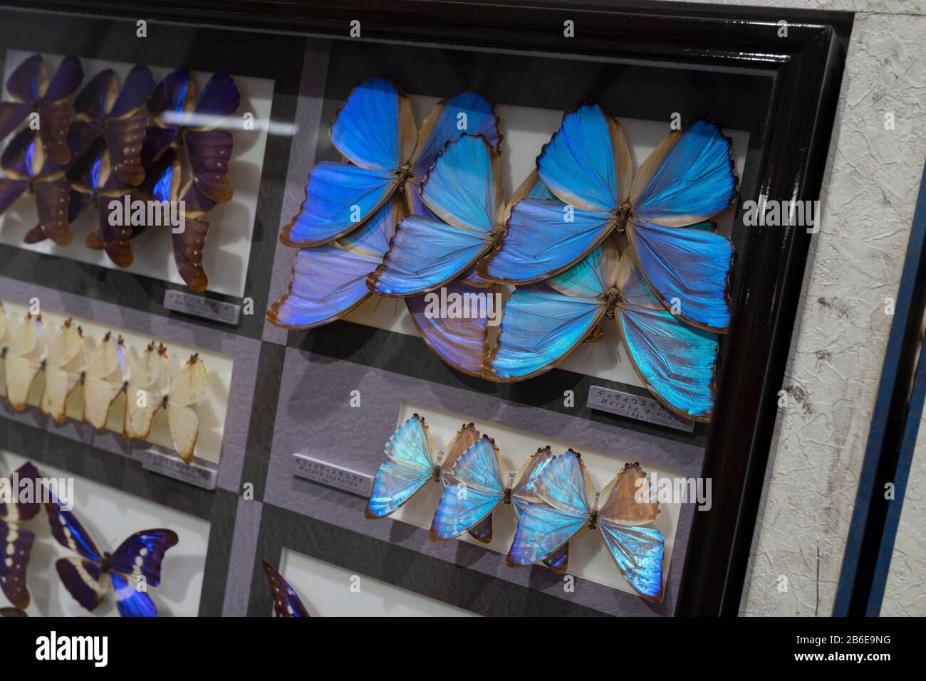 Specimen exhibition of insects, Nawa Museum of Insects, Gifu City, Gifu ...