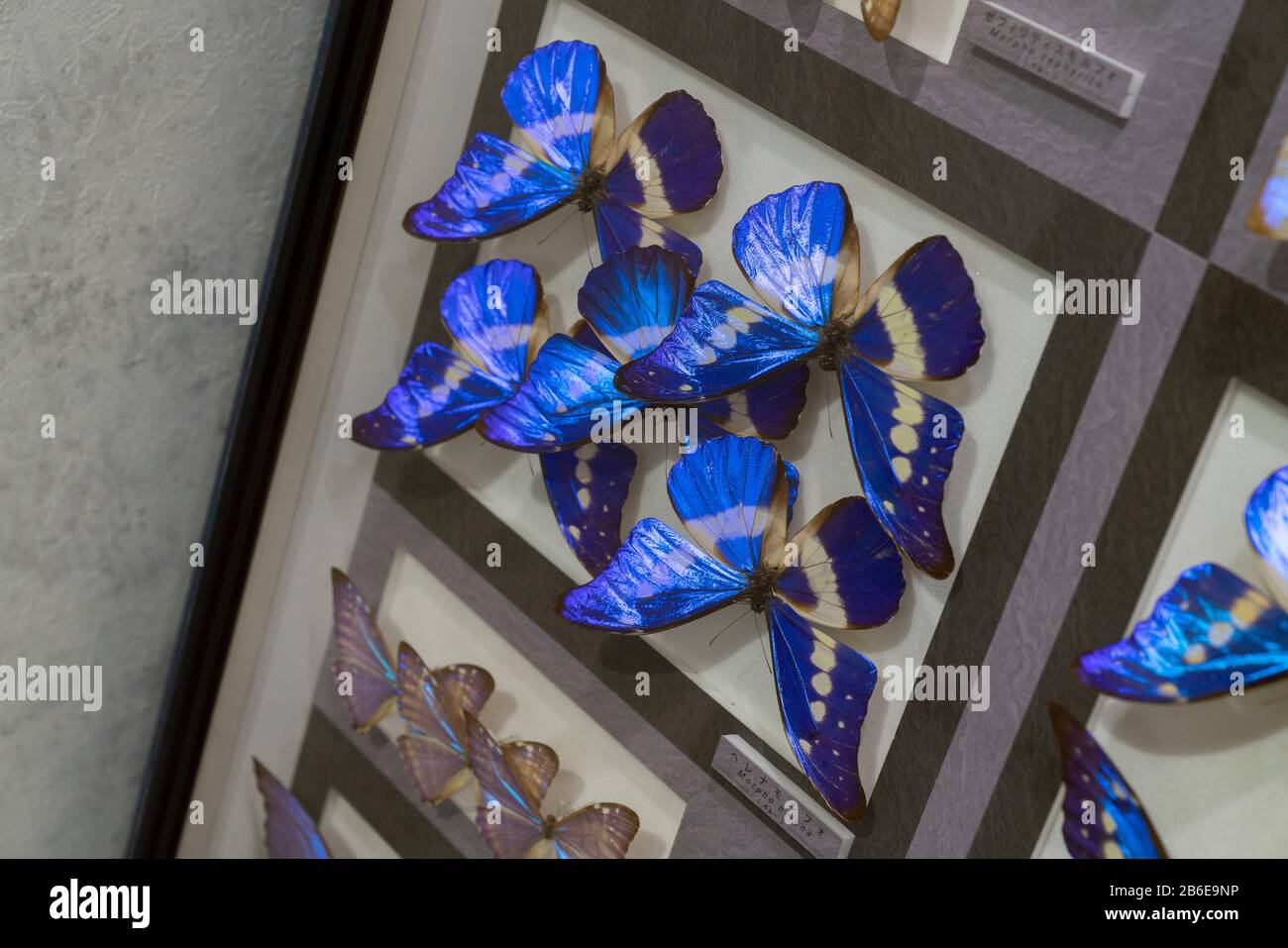 Specimen exhibition of insects, Nawa Museum of Insects, Gifu City, Gifu ...