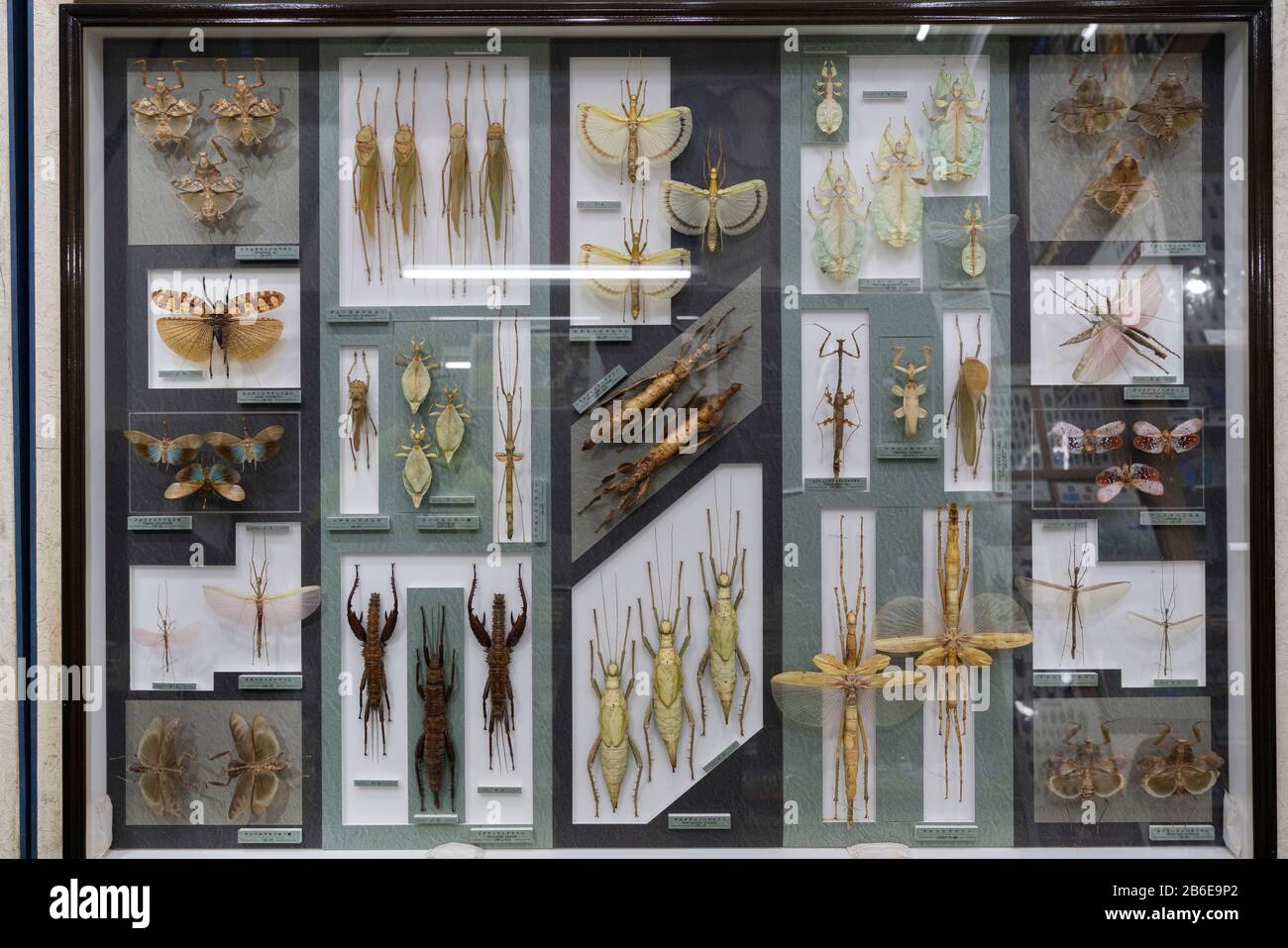 Specimen exhibition of insects, Nawa Museum of Insects, Gifu City, Gifu ...
