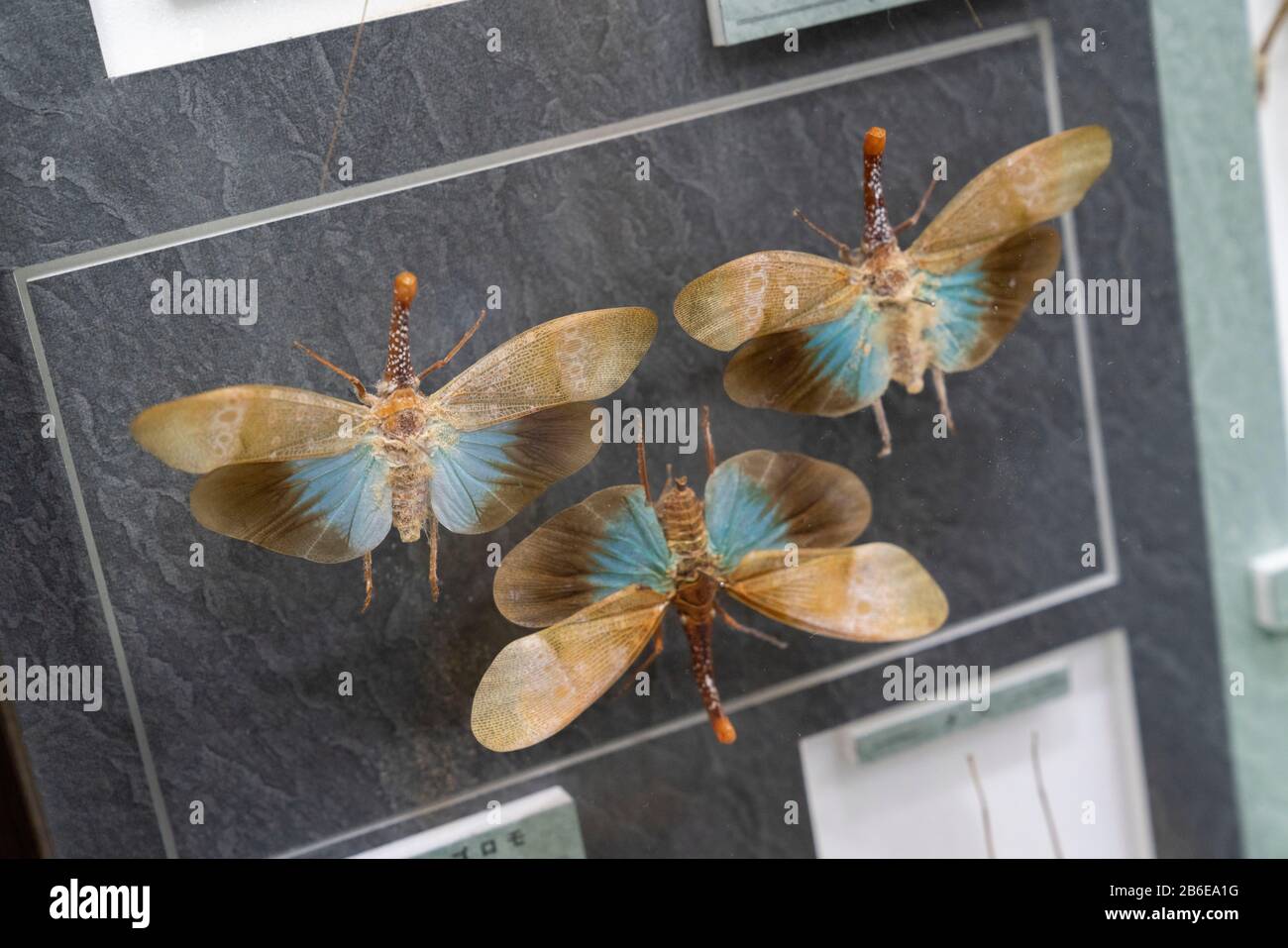 Specimen exhibition of insects, Nawa Museum of Insects, Gifu City, Gifu ...