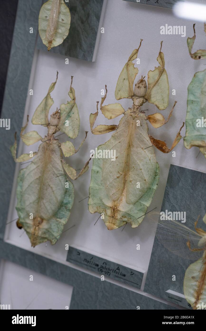 Specimen exhibition of Phylliidae, Nawa Museum of Insects, Gifu City ...