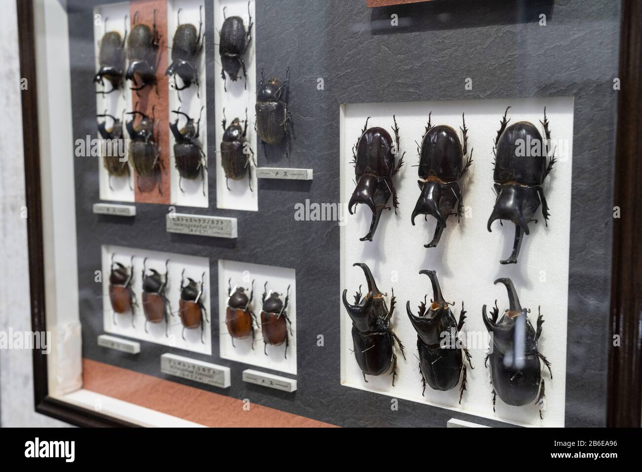 Specimen exhibition of beetle, Nawa Museum of Insects, Gifu City, Gifu ...