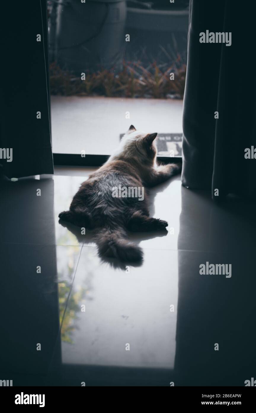 cat sitting alone and look out at the door, himalayan cat Stock Photo ...