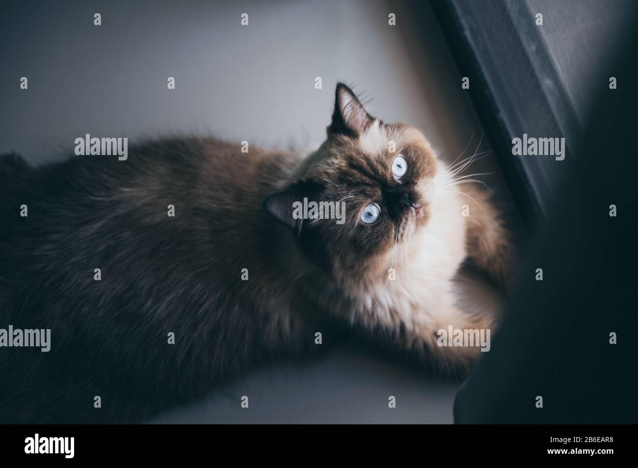 cat sitting alone and look out at the door, himalayan cat Stock Photo ...