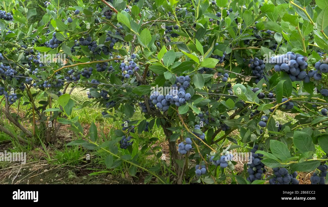 Blueberry Bushes High Resolution Stock Photography and Images - Alamy