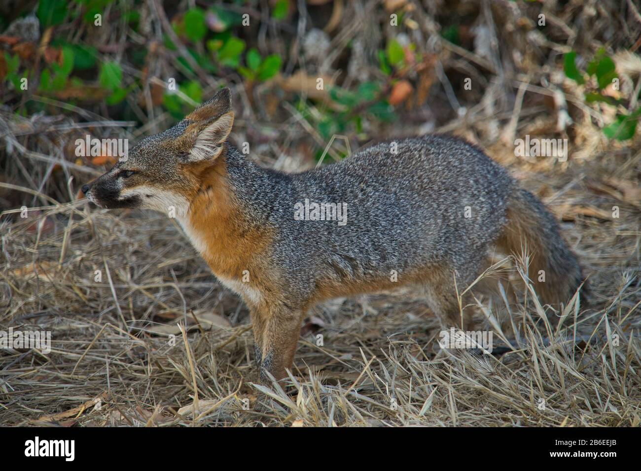 Island Fox Enjoying a Sunny Day (Channel Islands National Park Stock ...