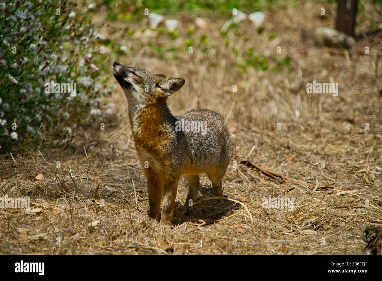 Island Fox Enjoying a Sunny Day (Channel Islands National Park Stock ...
