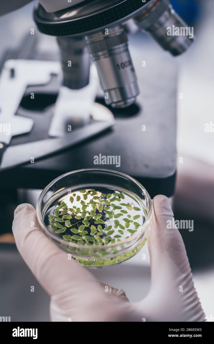 plant researcher working in laboratory Stock Photo - Alamy