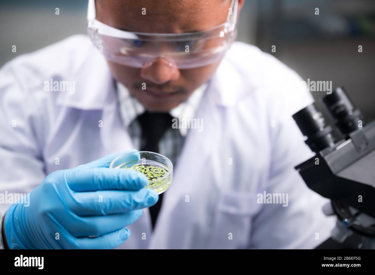 plant researcher working in laboratory Stock Photo - Alamy