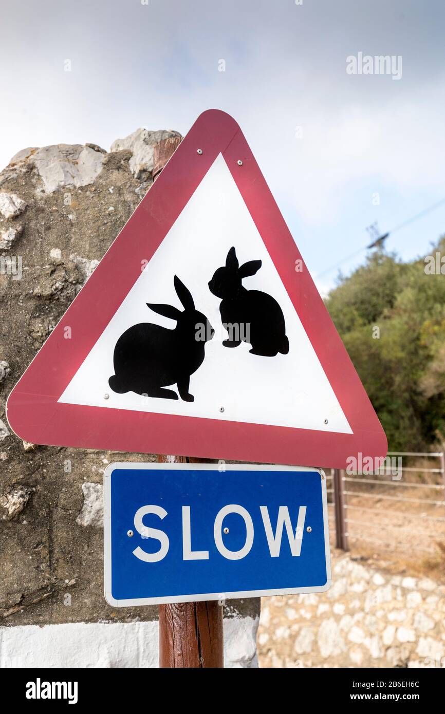 Slow for rabbits in road sign, Gibraltar Stock Photo - Alamy