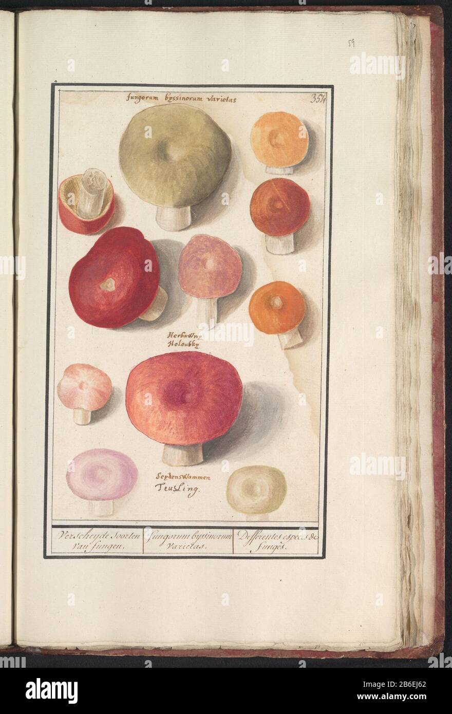 Differentes especes de funges hi-res stock photography and images - Alamy