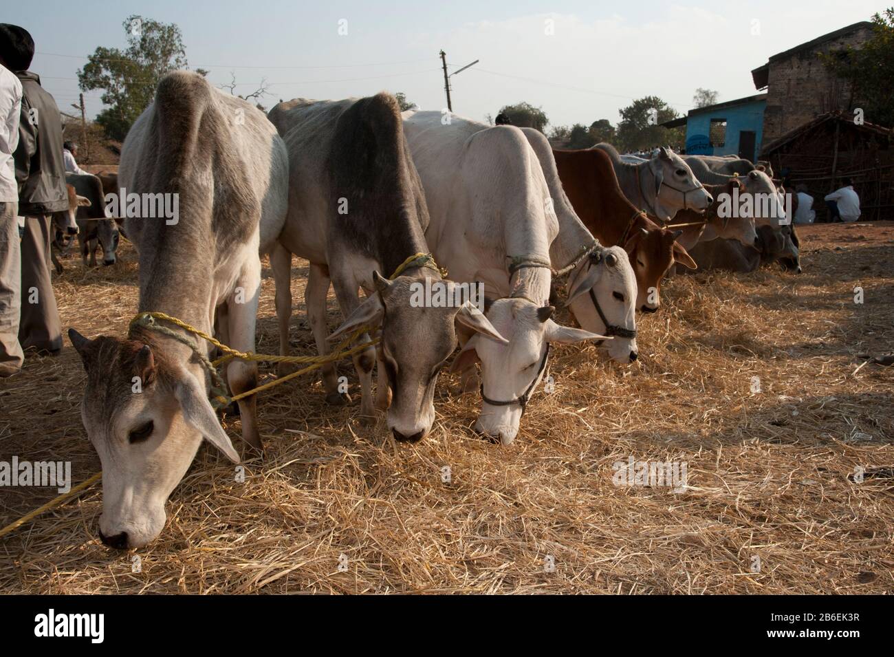 Balaghat district hi-res stock photography and images - Alamy