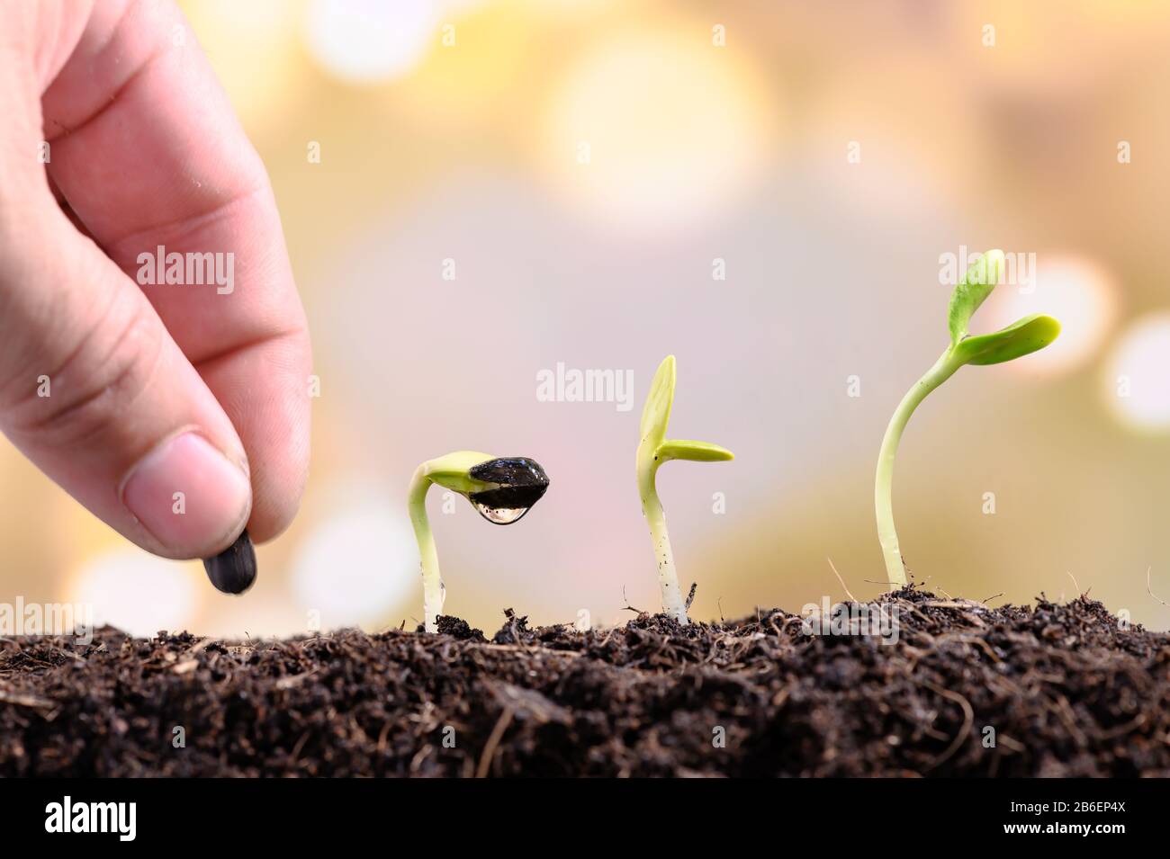 Water dripping on the seedling. Planting the tree for relax and ...