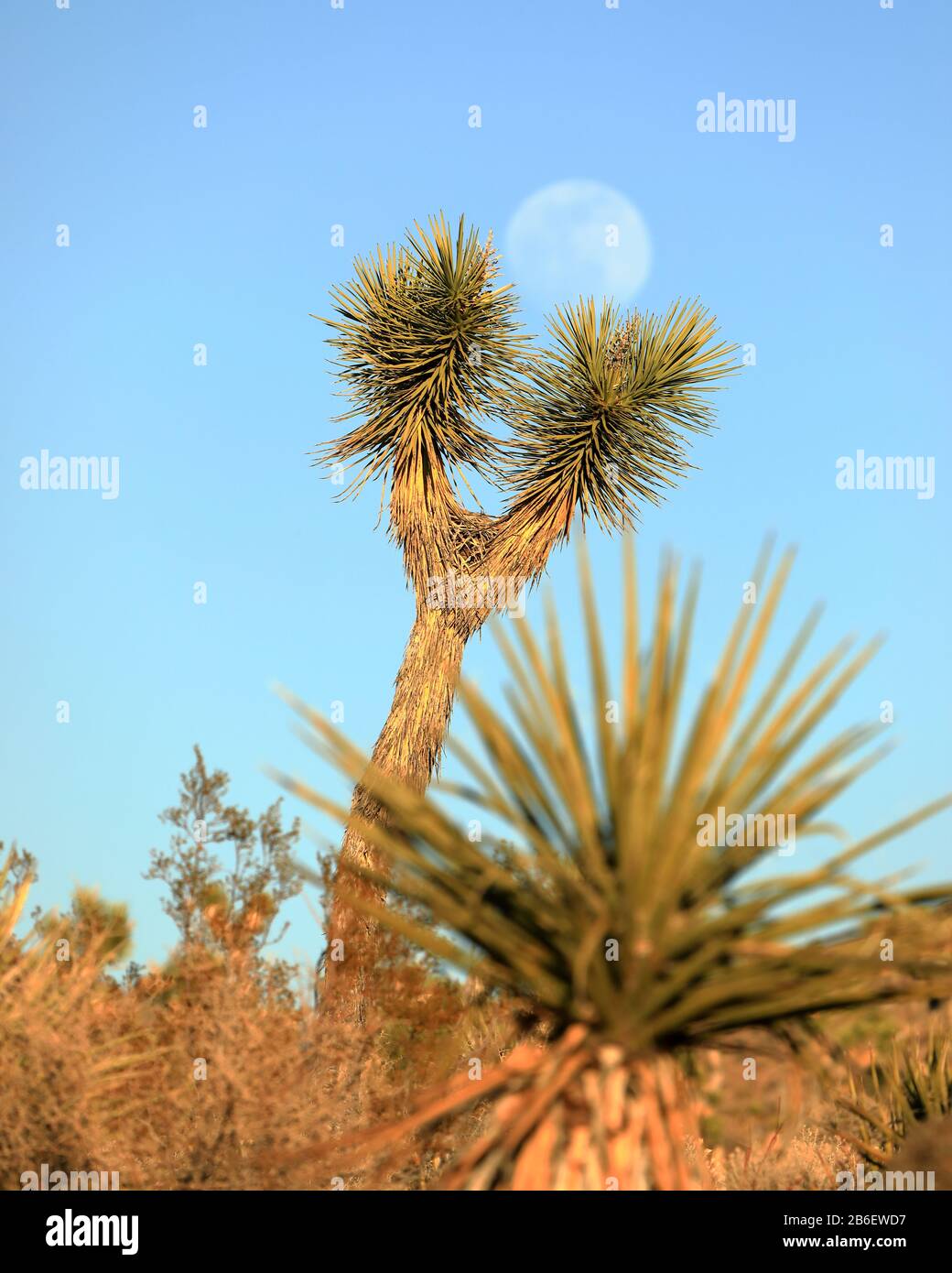Joshua tree moon hi-res stock photography and images - Alamy